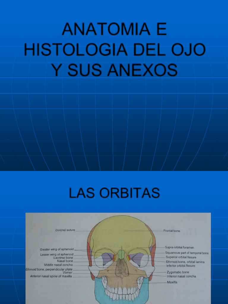 Anatomia e Histologia Del Ojo y Sus Anexos | PDF | Anatomía | Anatomía ...