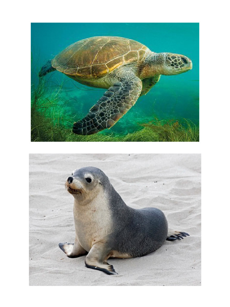 Animales Del Mar | PDF