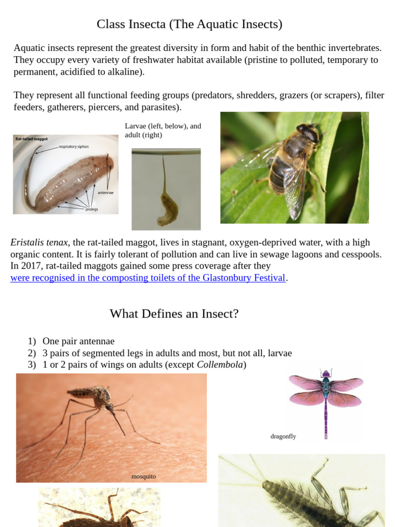 Stream Ecology - Benthic Invertebrates - Coelomates - Insects - Lecture ...
