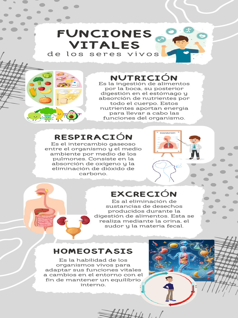 Funciones Vitales de los Seres Vivos | PDF