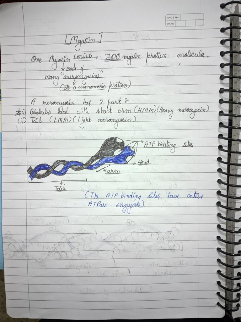Class 11TH Isc/cbse Skeletal System Notes | PDF