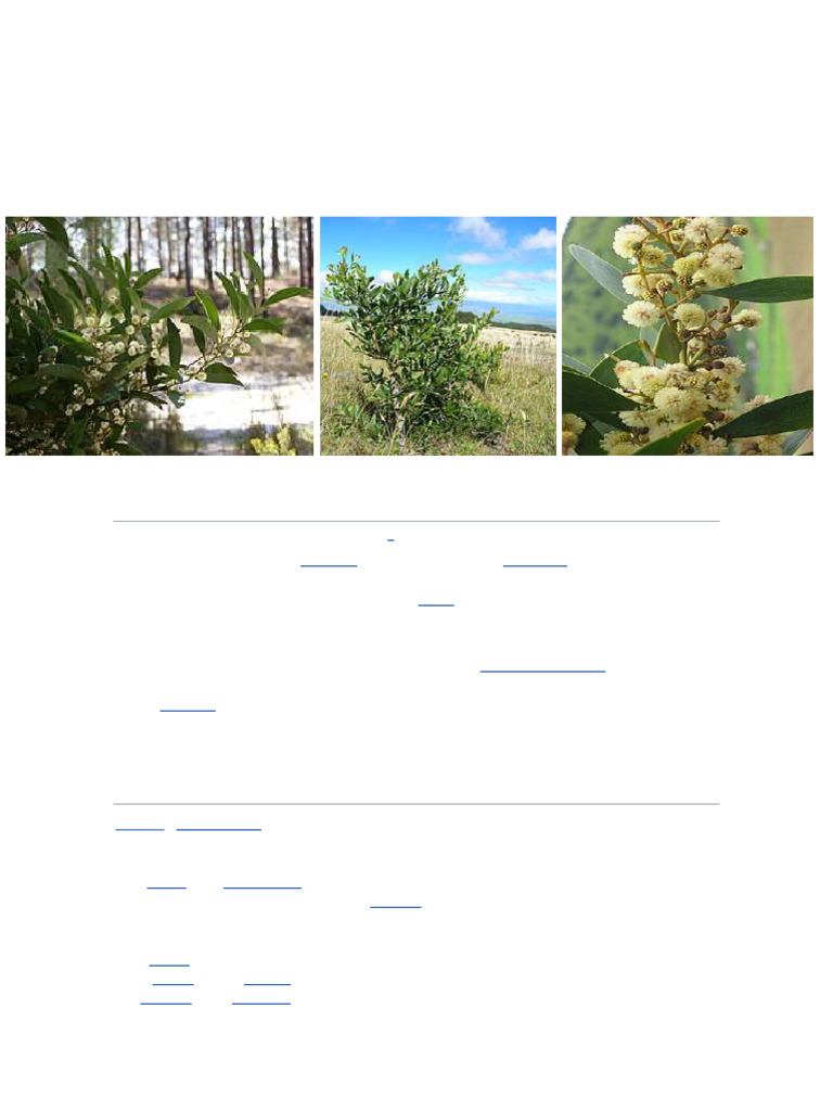 Acacia melanoxylon: Características y Usos | PDF | Botánica | Plantas