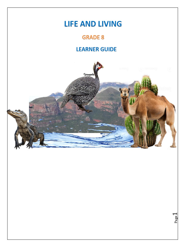 Grade 8 Photosynthesis & Respiration Guide | PDF | Cellular Respiration ...