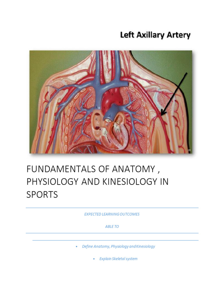 Fundamentals of Anatomy, Physiology and Kinesiology in Sports | PDF ...