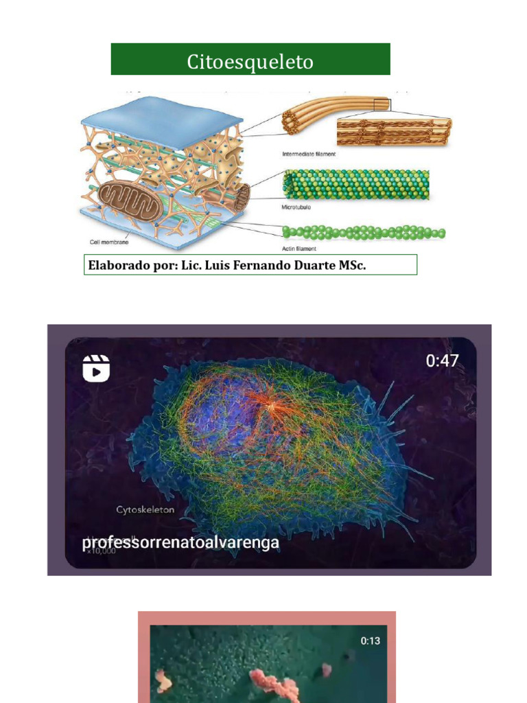 Estructura y Función del Citoesqueleto Celular | PDF | Microtúbulos ...