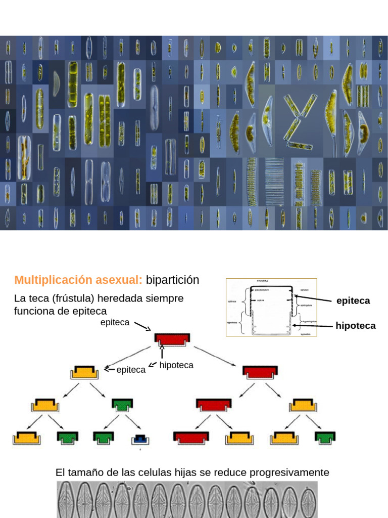 Cl_10_Bloque 2 Algas 4_5_Bacillariophyta_Dinophyta_Grupos menores_Chlorophyta_2024-2025_Botanica ...