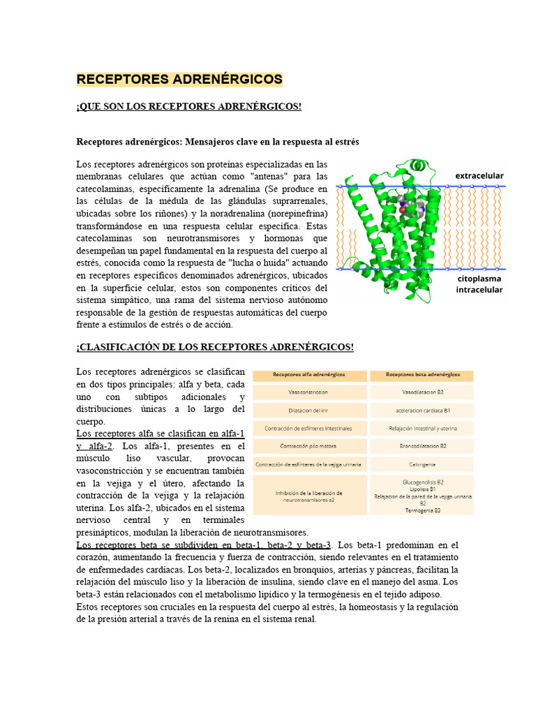 RECEPTORES ADRENERGICOS | PDF | Norepinefrina | Receptor (Bioquímica)