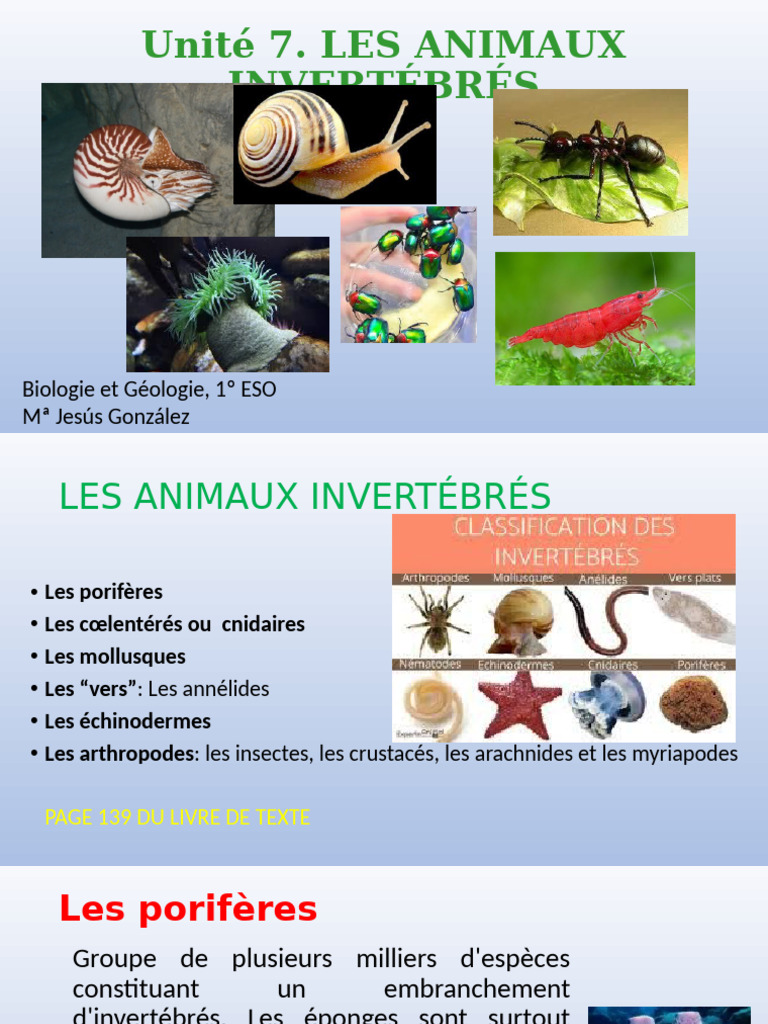 7. Les Animaux Invertébrés | PDF | Crustacé | Éponge