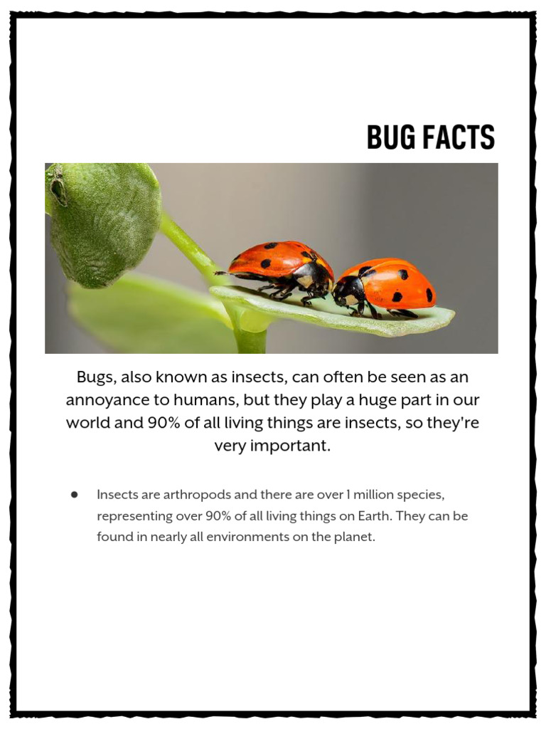 Bug Facts Worksheet | PDF | Insects | Egg