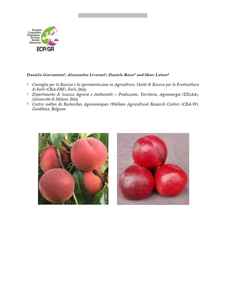 Peach Descriptors DRAFT 1 30 08 13 | PDF | Peach