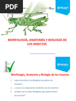 Anatomia de La Mosca Presentacion | PDF