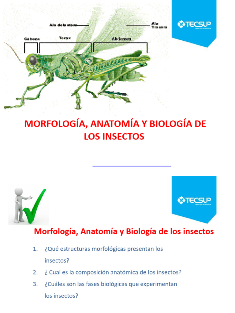 Clase Ii - Morfología-Anatomía y Fisiología de Los Insectos | PDF | Insectos | Abdomen