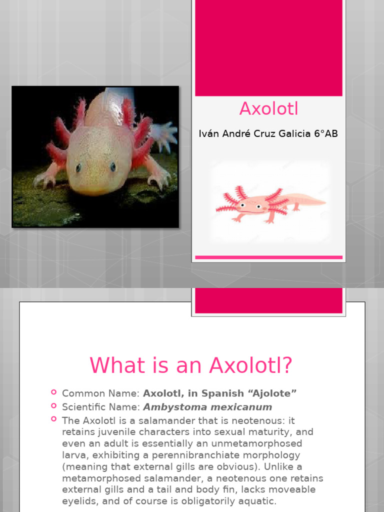 Axolotl Power | PDF | Zoology