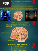 Fases Neurologicas de La Hipoglucemia | PDF