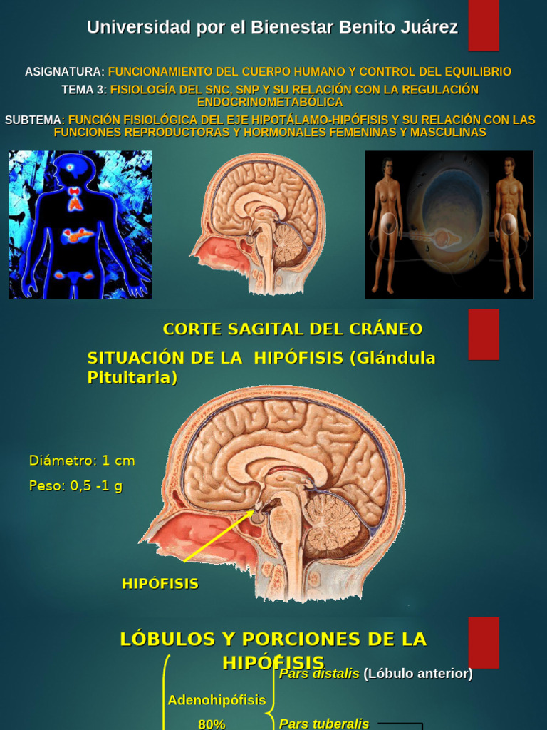 Hipófisis y su relación con la secreción hormonas reproductoras (1 ...
