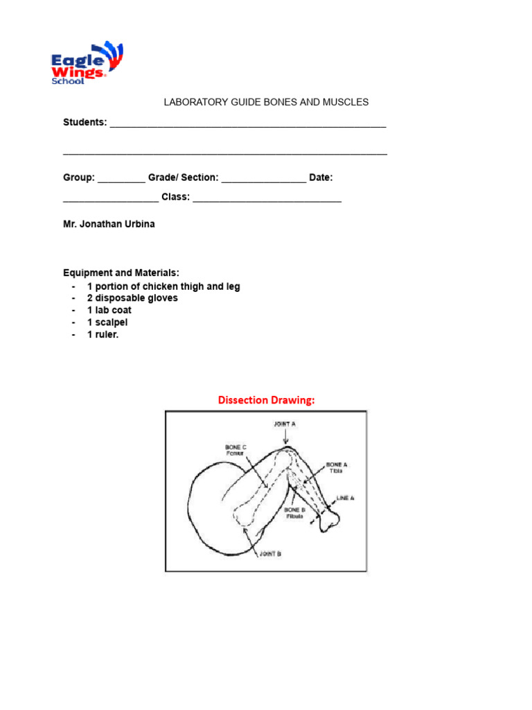 Laboratory Guide Bones and Muscles | PDF | Knee | Hip