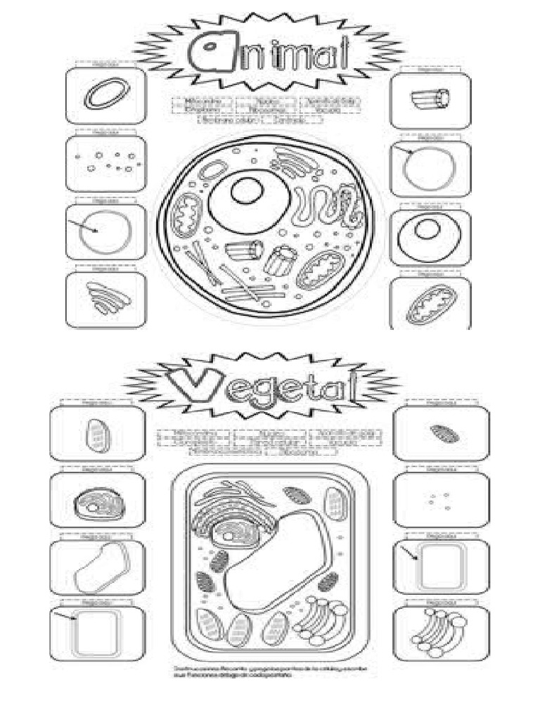 Celula Animal y Vegetal | PDF