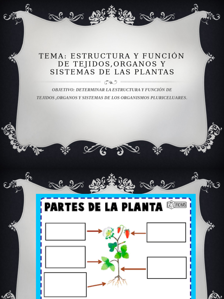 TEMA Estructura y Funcion de Las Plantas | PDF
