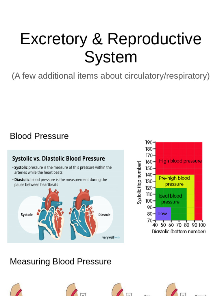 Excretory & Reproductive Systems Overview | PDF | Reproductive System ...