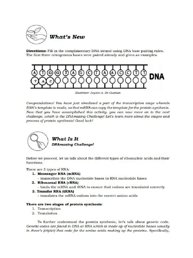Protein Synthesis Activity | PDF