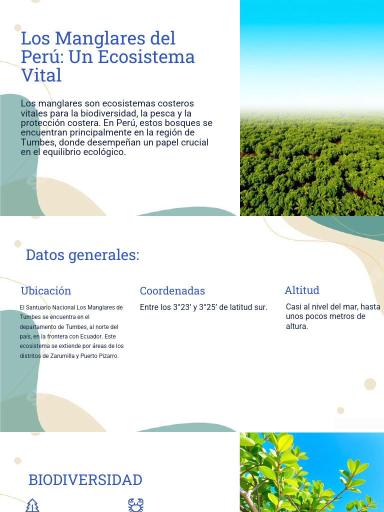 Manglares Expo2 | PDF | Mangle | Biodiversidad