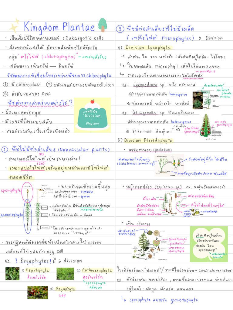 Kingdom Plantae | PDF