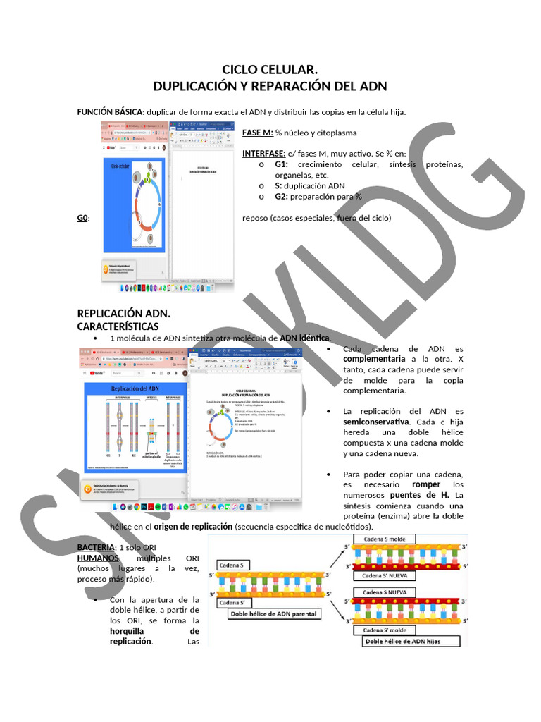 Ciclo Celular PDF | PDF | Replicación De Adn | Adn