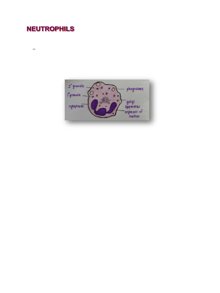 Neutrophils: Functions and Disorders | PDF | Granulocyte | Inflammation