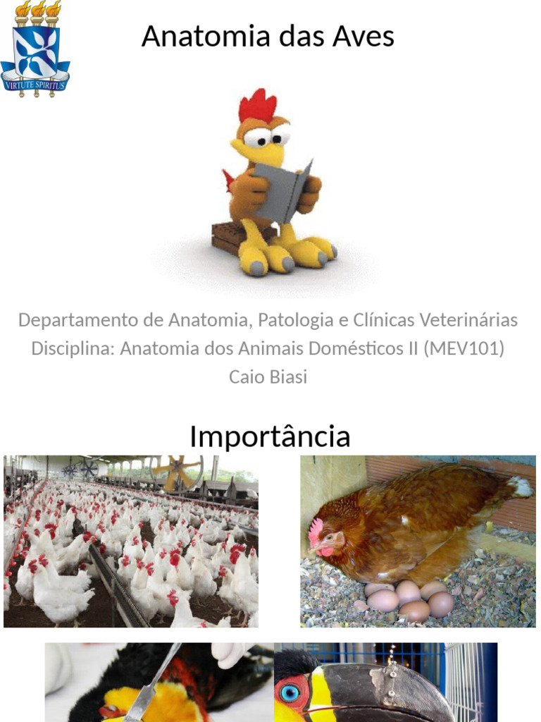 Anatomia Das Aves - 2021.1 | PDF | Sistema digestivo humano | Sistema ...