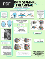 Capas Germinales | PDF | Embrión | Procesos biologicos