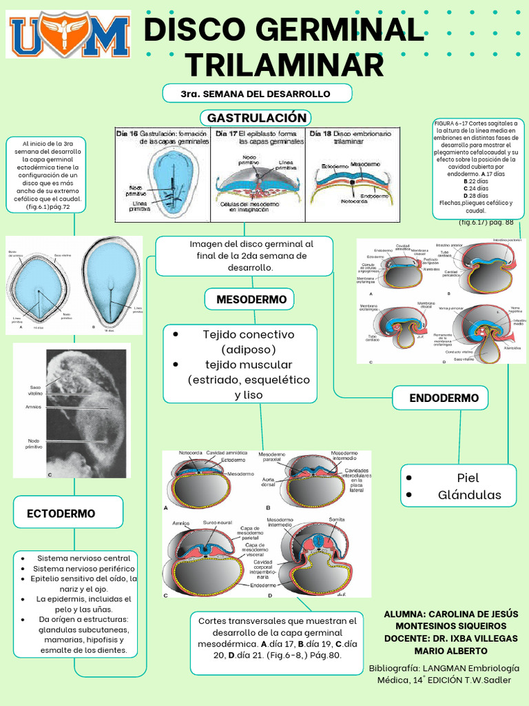 Flujograma Disco Germinal Trilaminar Carolina | PDF | Embrión ...
