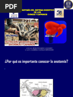 Anatomia de La Rata Externa e Interna Tacher | PDF | Riñón | Abdomen