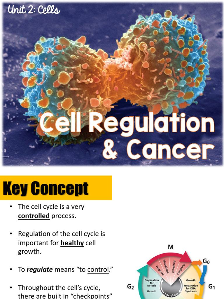 Cell Regulation and Cancer Lesson pdf | PDF | Cell Cycle | Cancer