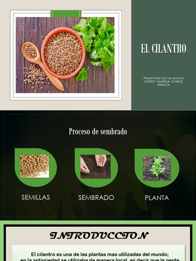 Cultivo y Usos del Cilantro en México | PDF | Cilantro