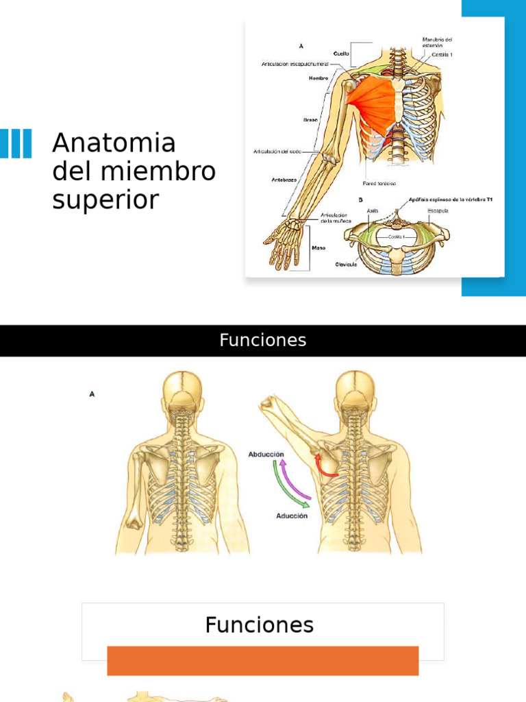 Anatomia Miembro Superior | PDF