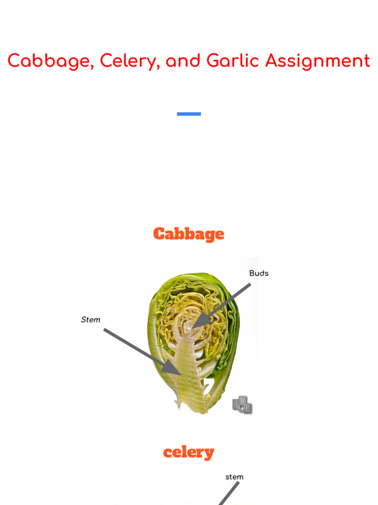 Cabbage, Celery, and Garlic Assignment | PDF