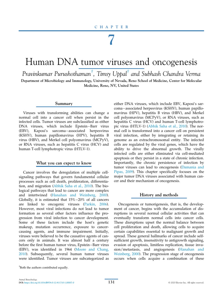Human DNA Tumor Viruses and Cancer | PDF | Virus | Carcinogenesis