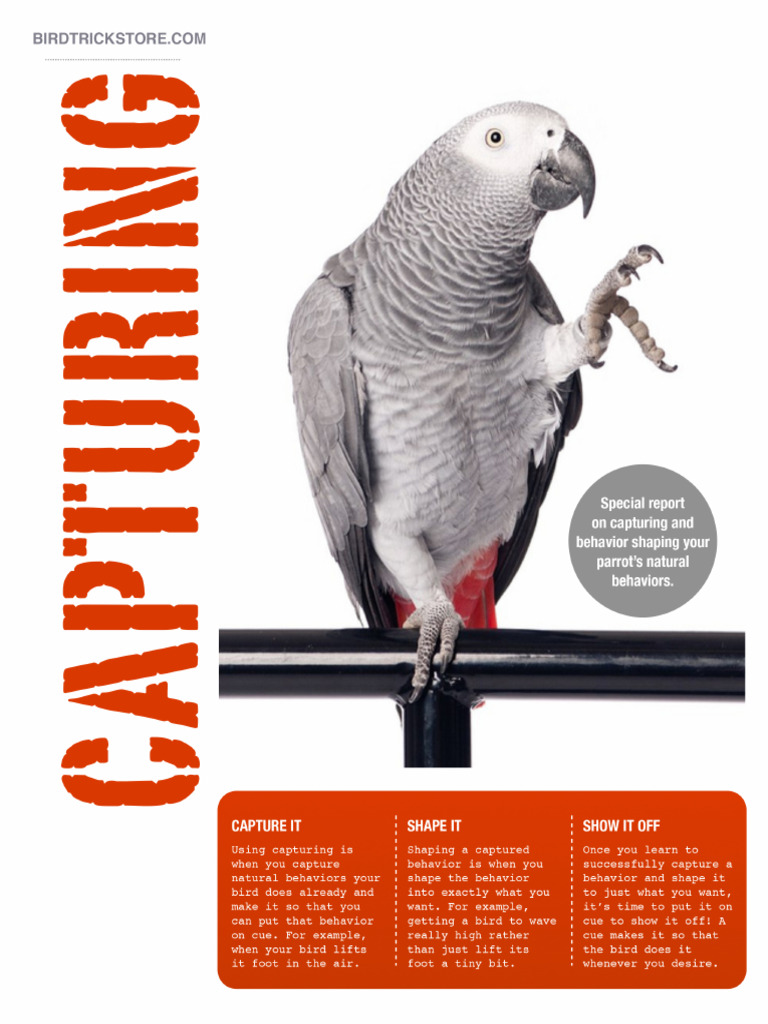 Capturing Special Report | PDF