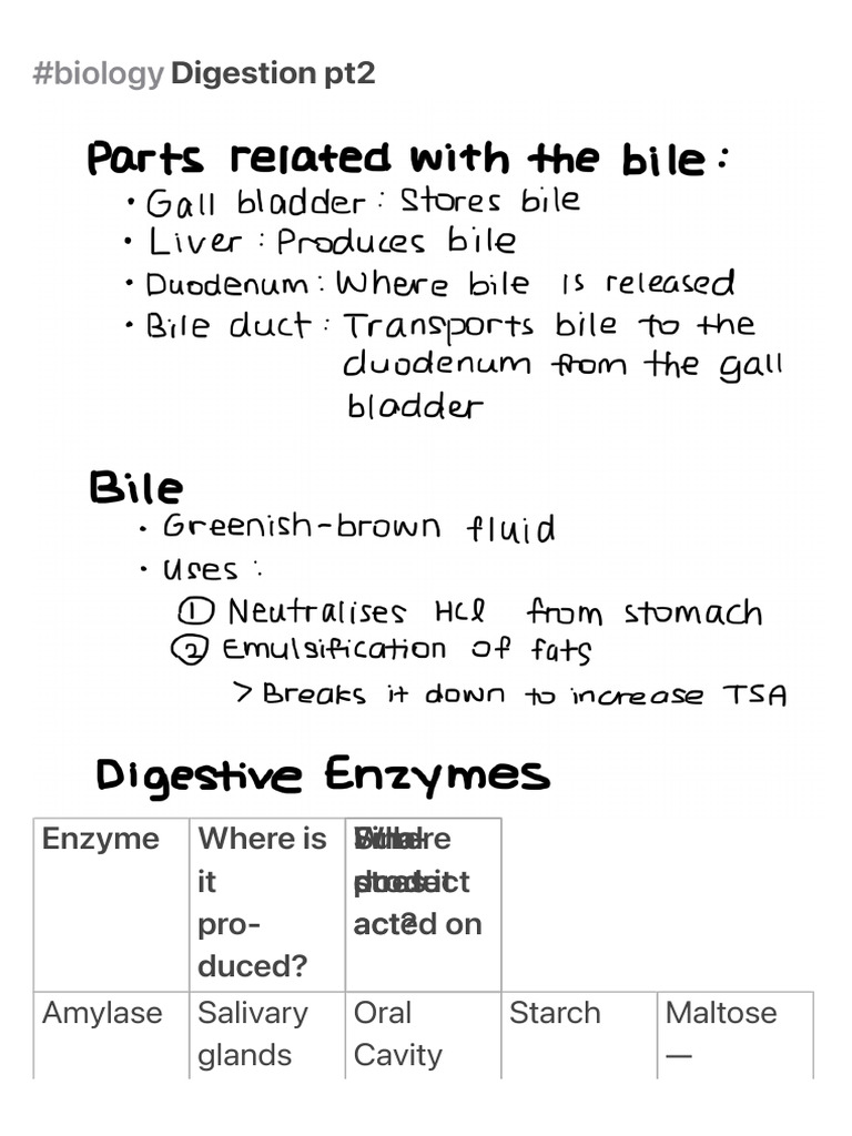 IGCSE Biology Notes Digestion | PDF