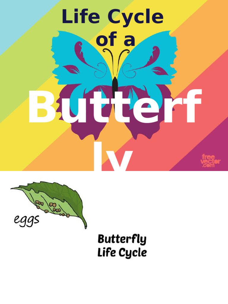 Life Cycle of Butterfly - 89352 | PDF