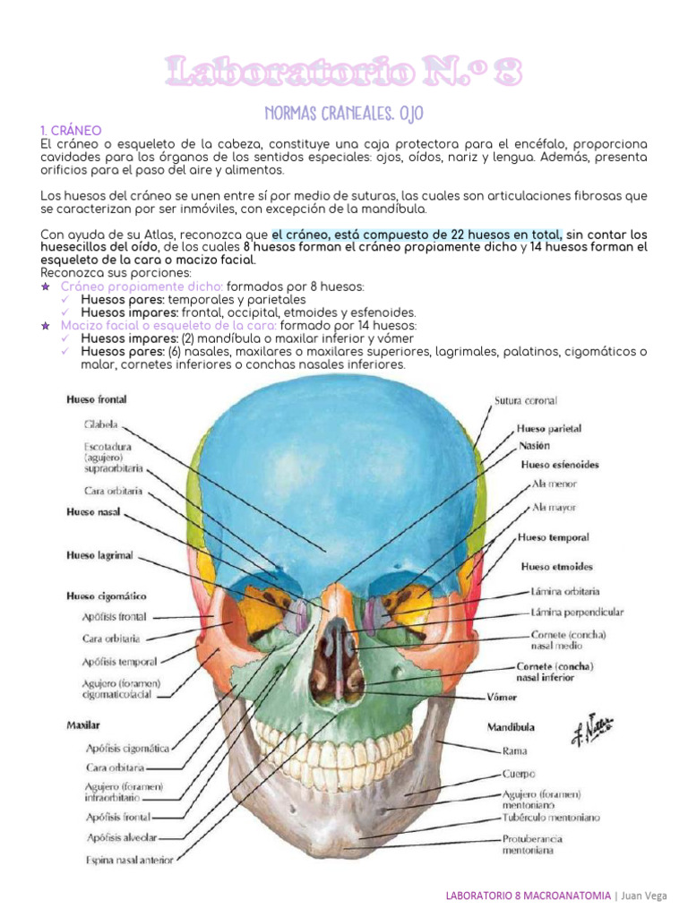 Laboratorio 8 - Normas Craneales y Ojo | PDF | Cráneo | Sistema esquelético