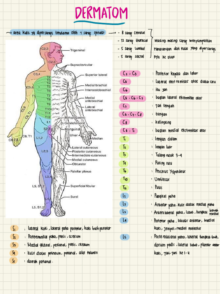 Pemetaan Dermatome Leber dan Saraf | PDF