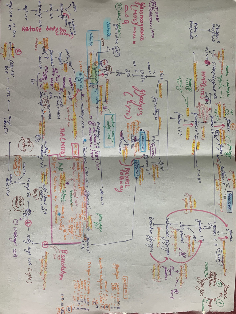 Biochem Cycles | PDF