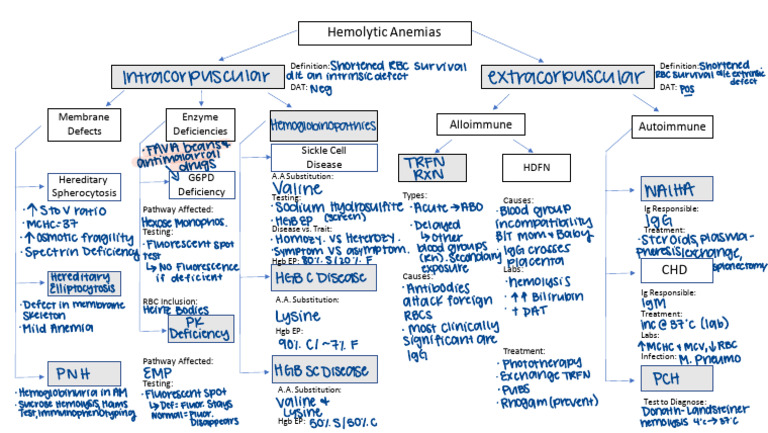 Hemolytic Anemia Flowchart-KEY | PDF | Anemia | Diseases And Disorders
