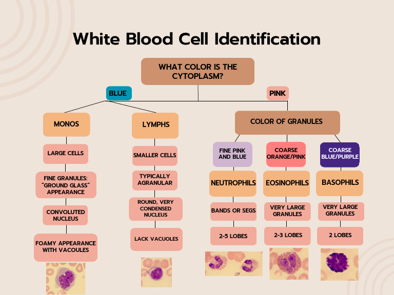White Blood Cell Color Identification Guide | PDF