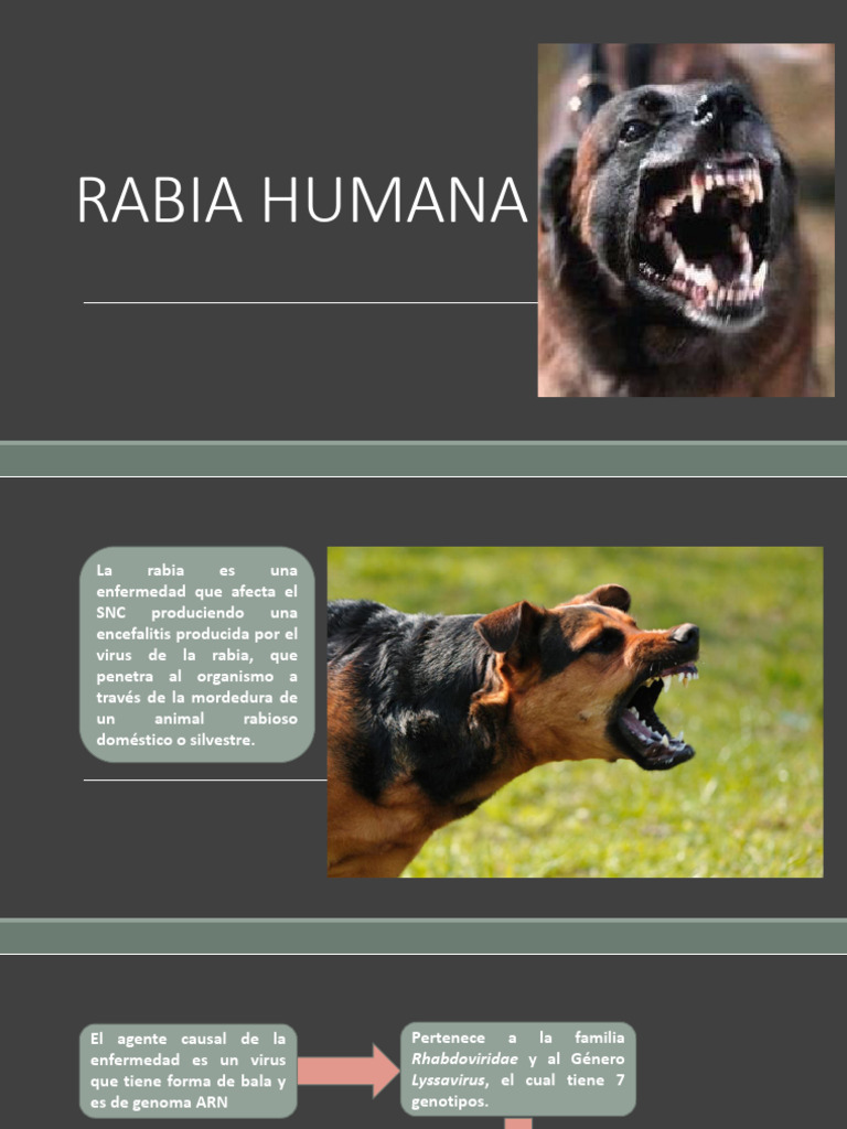 Guía Completa sobre la Rabia Humana | PDF | Rabia | Medicina CLINICA
