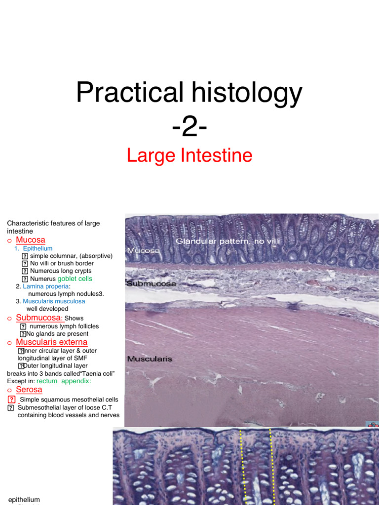 GIT Practical Histology-2 | PDF