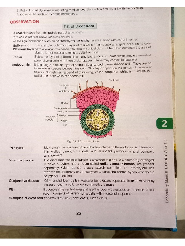 Biology Practical Guide | PDF