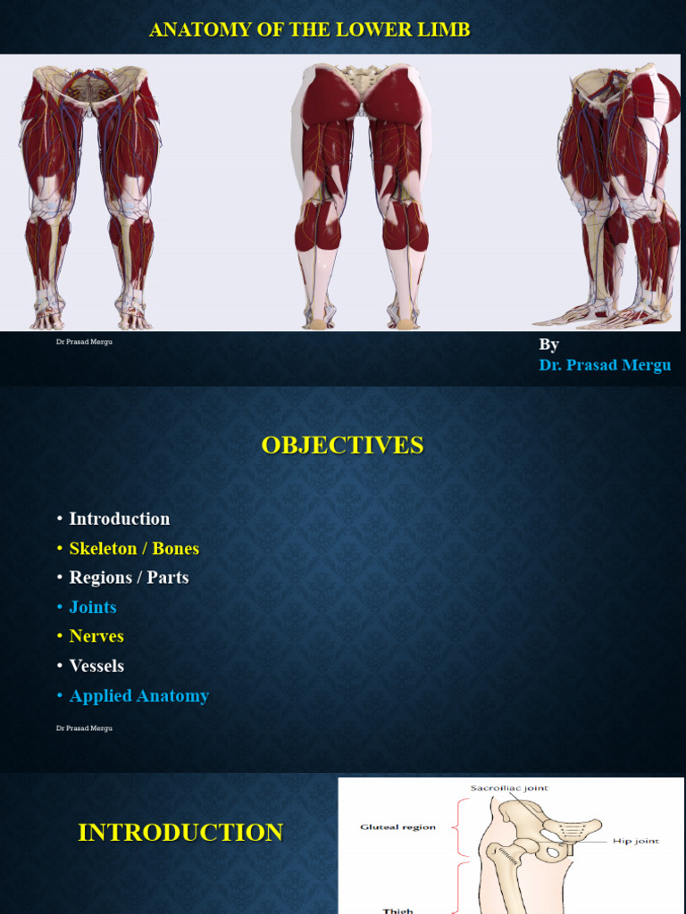 Lower Limb Anatomy Overview | PDF | Human Leg | Foot