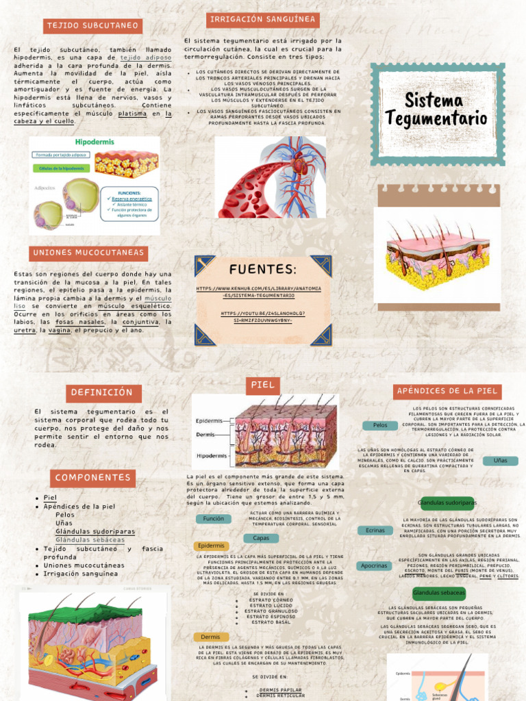 Sistema Tegumentario Triptico | PDF | Piel | Sistema tegumentario